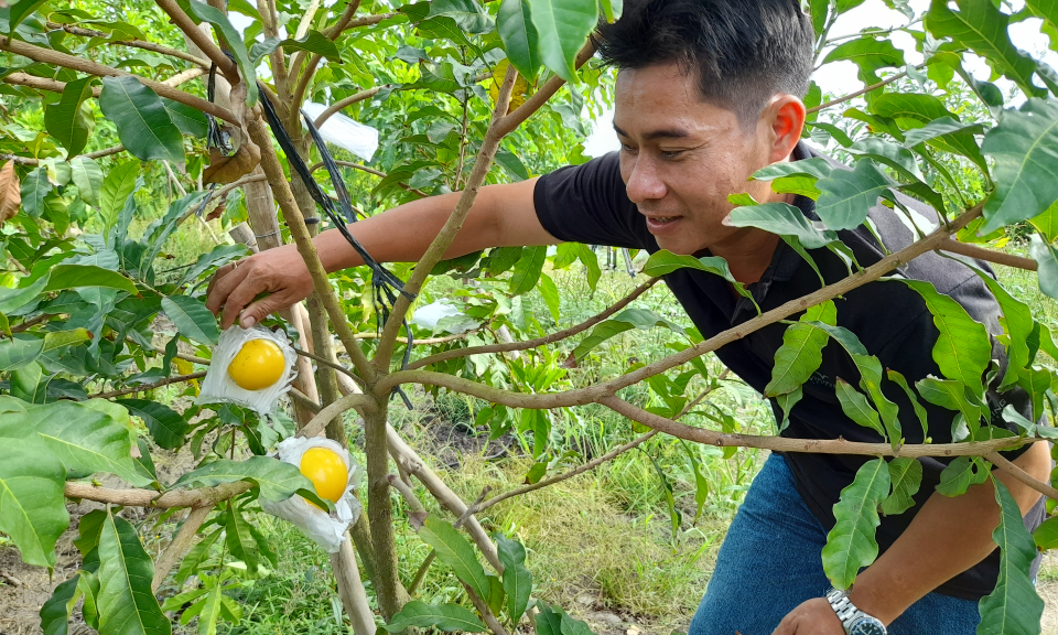 Vú sữa Hoàng Kim, cây trồng mới tiềm năng ở Tân Thạnh - Báo và phát ...